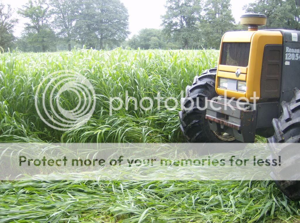 Forage crop | The Farming Forum