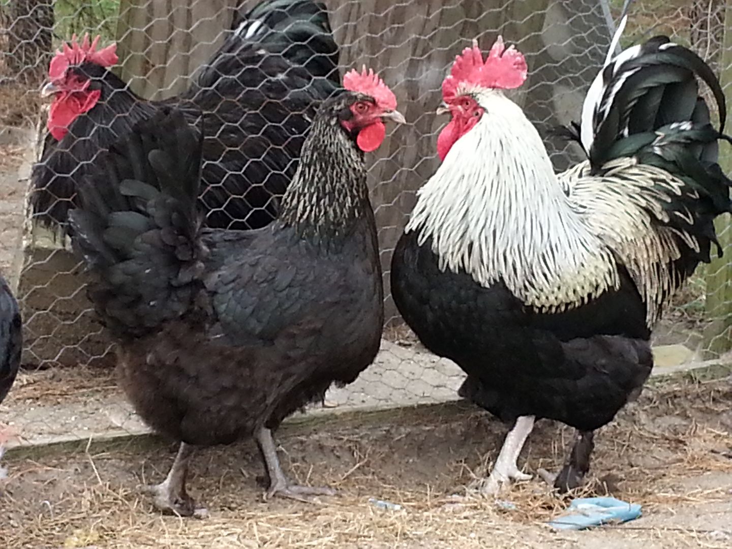 Hatching with 2 broodies | Page 285 | BackYard Chickens - Learn How to ...