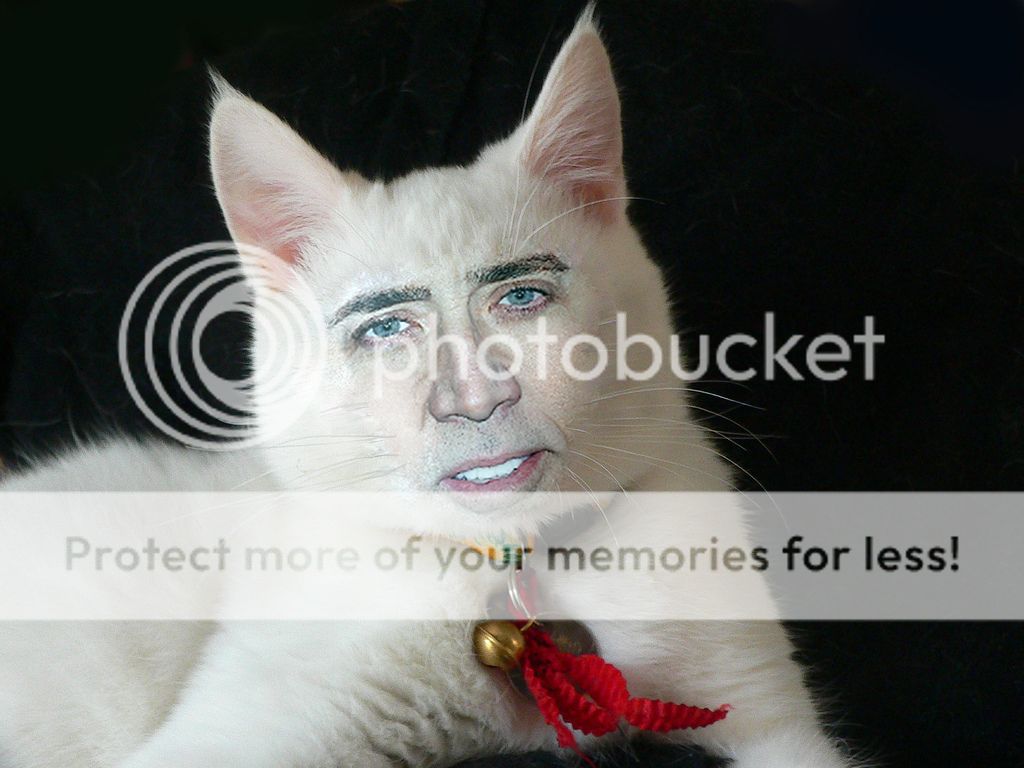 Nicholas Cage Cat Form Photo by Bman151085 | Photobucket